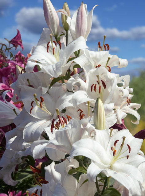 ZAMBESI - OT lilija > OT (koku) lilijas - DaugmalesLilijas.lv